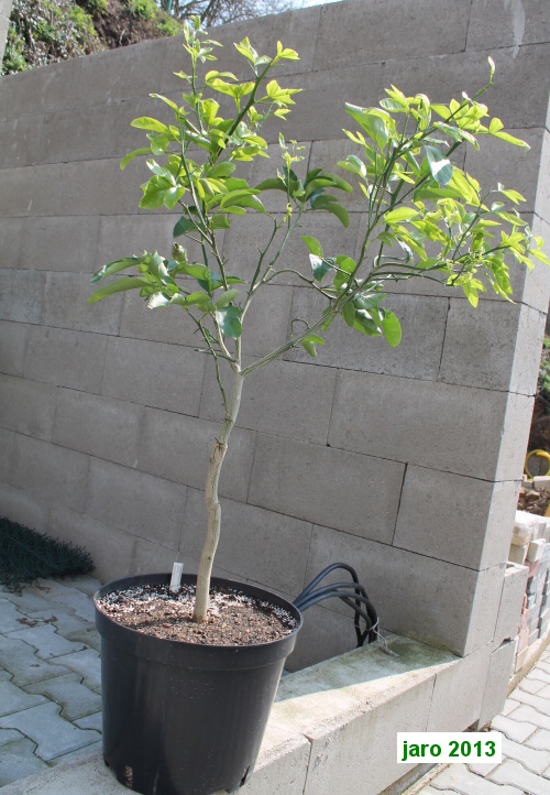 Citrumelo SW 4475 :: T U R