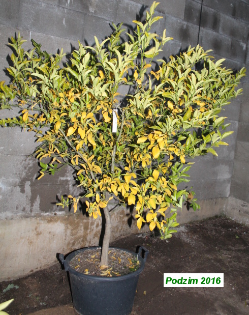 Citrumelo SW 4475 :: T U R